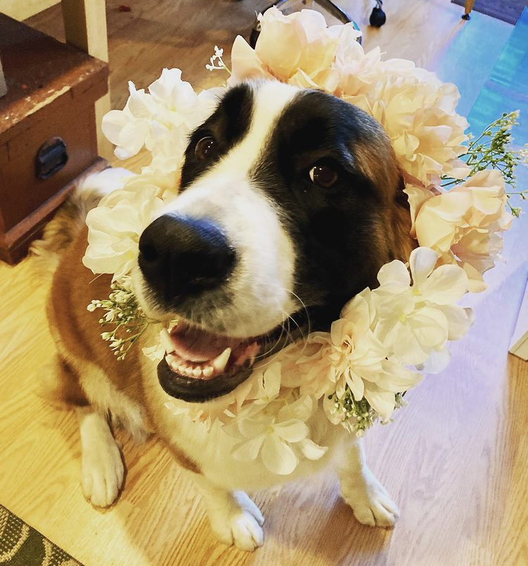 The Antidote for Grief – Laura Beutler